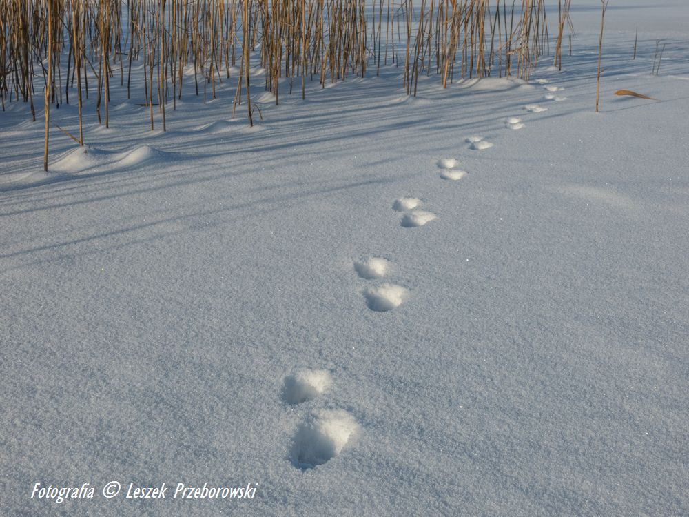 Sejneńszczyzna » Zimowe tropy zwierząt odciśnięte w świeżym śniegu dają ...